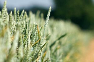 Improving Crop Production by Understanding the Value of High-Value ...